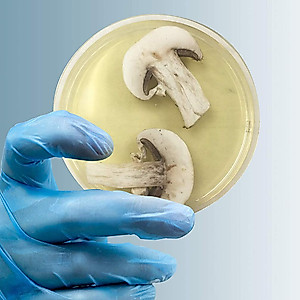 30 Pcs Determine Equipment Agar Medium Agar Plates