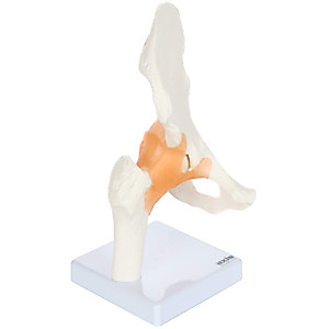 Axis Scientific Life Size Human Hip Bone Anatomy Model – Premium Hip Joint Anatomy Model for Medical Students with Flexible Ligaments and Bony Landmarks – Includes Base, Includes Product Manual