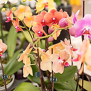 KINGLAKE Orchid Clips,Plant Support Clips,Garden Flower Vine Clips,100 Pcs Garden Cymbidium Clips to Keep Stems Vines Grow Upright,Dark Green