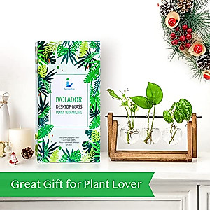 Ivolador Desktop Propagation Station, Bulb Plant Terrarium with Retro Solid Wooden Stand and Metal Swivel Holder for Hydroponics Plants Home Garden Wedding Decor (3 Bulb)