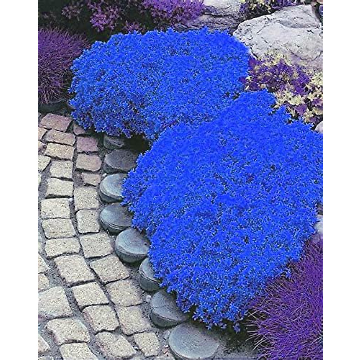 20000+ Blue Creeping Thyme Seeds for Planting Thymus Serpyllum - Heirloom Creeping Thyme Seeds Ground Cover Easy to Plant - Open Pollinated