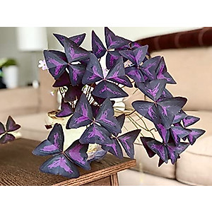 Oxalis Triangularis Bulbs - Purple Shamrock Bulbs - Good Luck Plant - Fast Growing Year Round Color Indoors or Outdoors - Oxalis Shamrock Bulbs - Ships from Iowa, Made in USA (10 Bulbs)