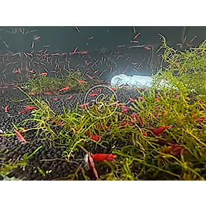 Swimming Creatures 10 Fire Red(GradeA+) Cherry Neocaridina Freshwater Aquarium Shrimp. Live Arrival Guarantee