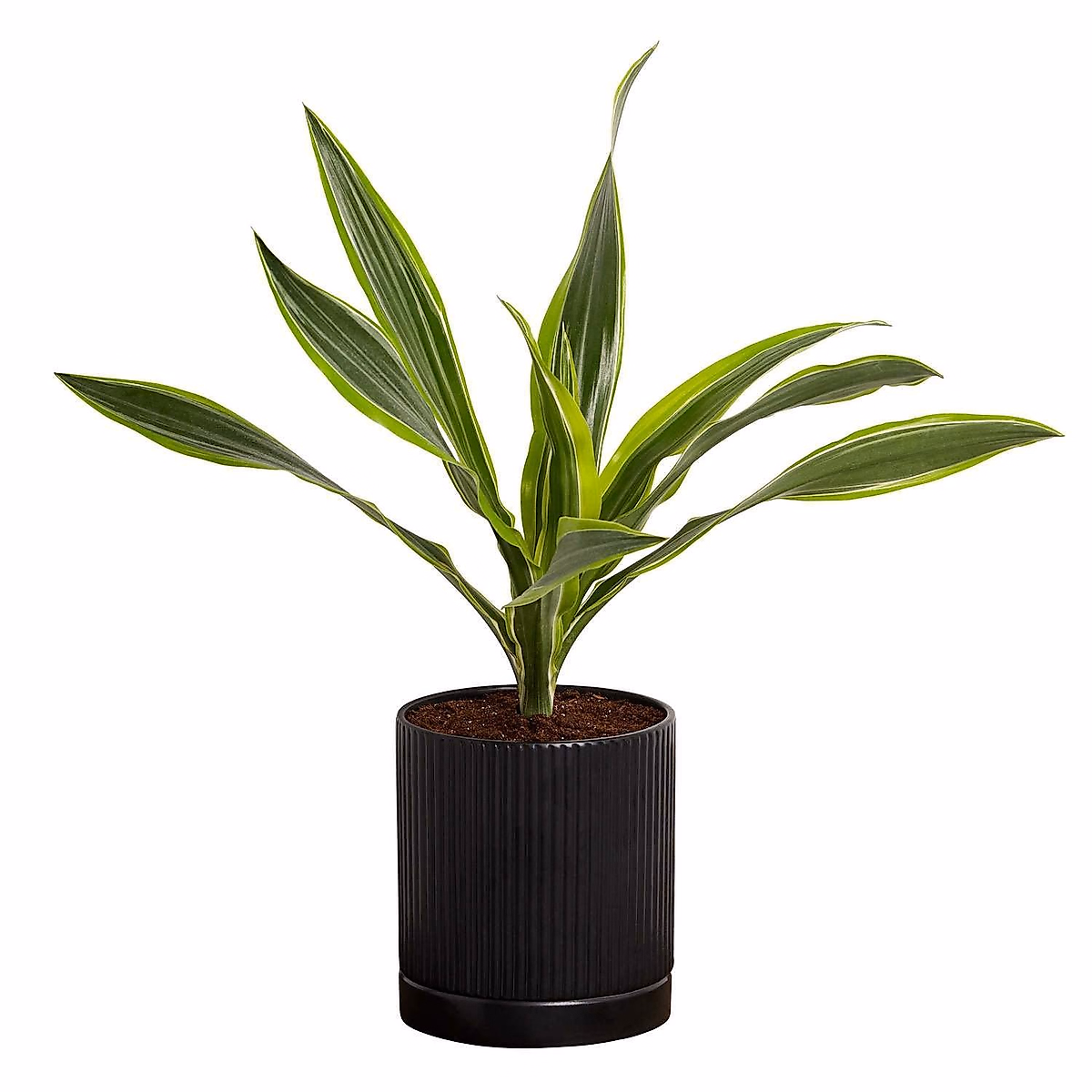Greendigs Lemon Lime Dracaena Plant in Black Ceramic Fluted 5-Inch Pot - Houseplant Pre-Potted with Premium Soil