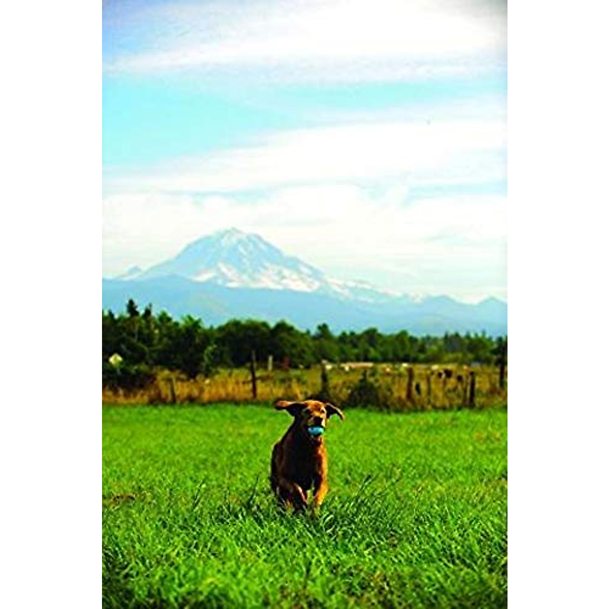 Chuckit! Medium Rebounce Ball 2.5", 2 Pack, Blues & Purples (20320)