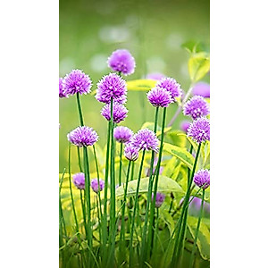 Chives Allium Schoenoprasum Wild Onion Wild Garlic Herb Garden Seeds for Planting About 100 Seeds