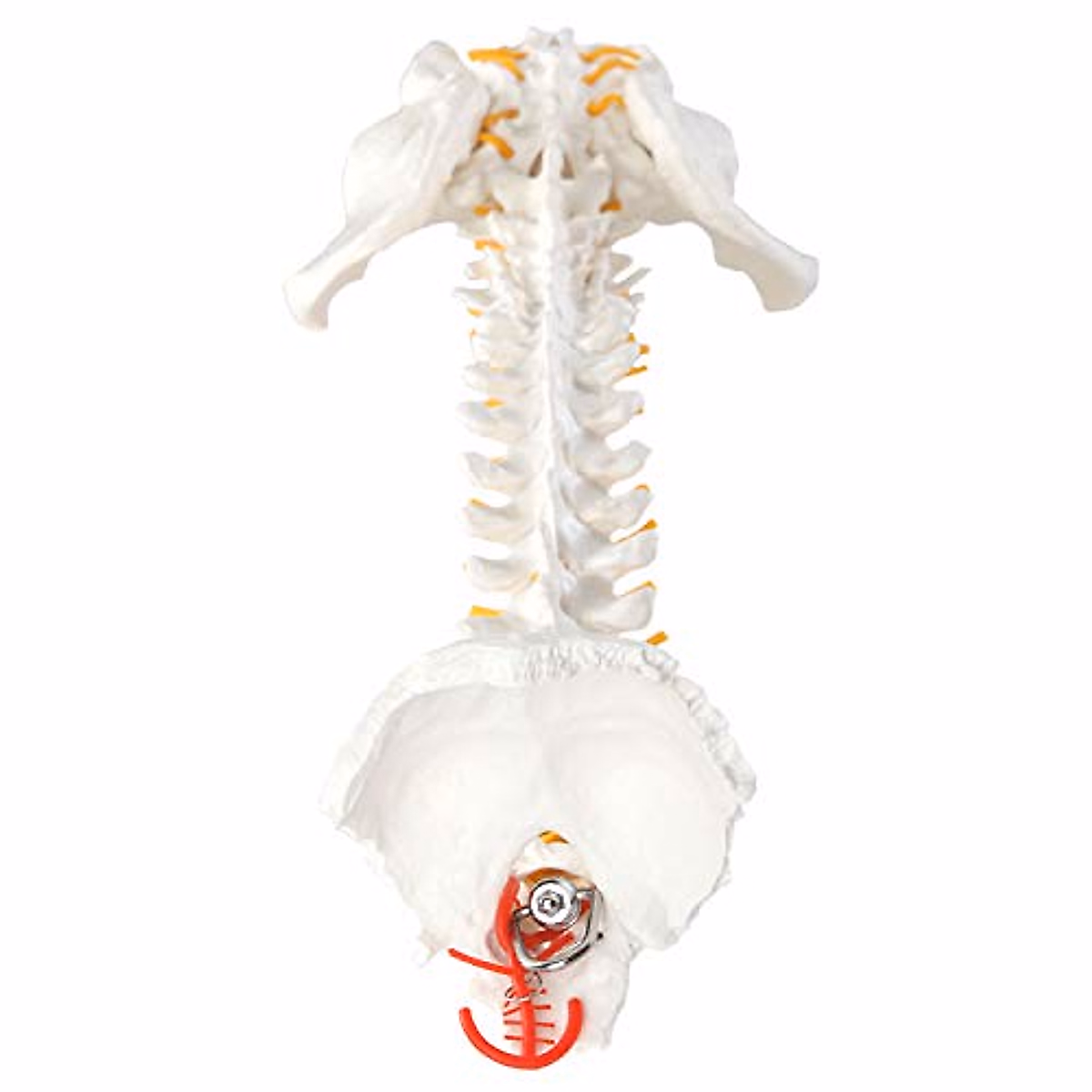 Axis Scientific, 34 Life Size Spine Model with Vertebrae,Nerves,Arteries, Lumbar Column,Male Pelvis - Human Anatomy Model for Education & Study - Includes Stand/Product Manual - Plastic Spine Model