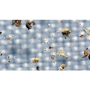 50,000 Live Neoseiulus Amblyseius Cucumeris - Guaranteed Live Delivery!