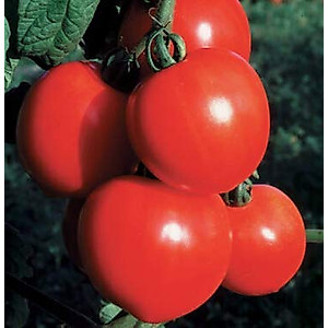 New Girl F1 Tomato Seeds for Planting, 20+ Heirloom Seeds Per Packet, (Isla's Garden Seeds), Non GMO Seeds, Botanical Name: Lycopersicon lycopersicum, Great Home Garden Gift