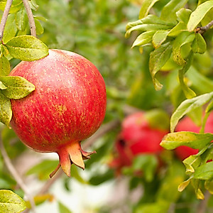 Little Caria Organic Pomegranate Molasses - USDA Organic, Mediterranean Superfood, No Added Sugar, No Additives, 11.6 oz