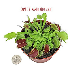 Live Venus Fly Trap Live Plant, Dionaea Muscipula, Venus Fly Trap Plant Decor, Sundew Carnivorous Plants Live Houseplants, Venus Fly Trap Terrarium Plants, Live Plants Indoor Plants by Plants for Pets