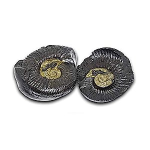 RUDRADIVINE Rudra Divine Natural Shaligram Stone/Shila AAA Quality for Home & Office from Gandaki River Nepal