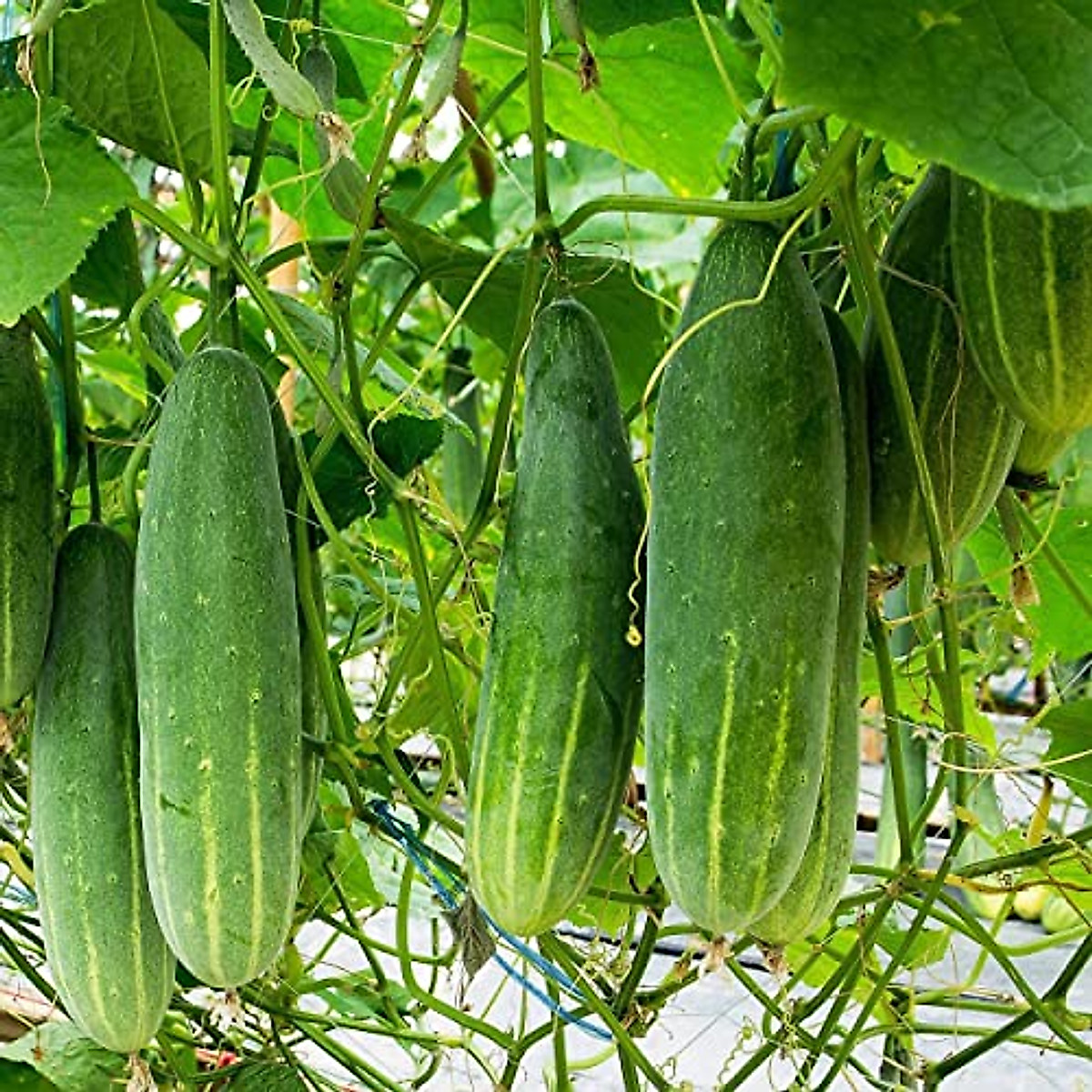Purely Organic Products Purely Organic Heirloom Cucumber Seeds (Marketmore 76) - Approx 140 Seeds - Certified Organic, Non-GMO, Open Pollinated, Heirloom, USA Origin