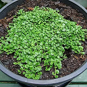 CHUXAY GARDEN Mentha Requienii-Corsican Mint 20 Seeds Overseed Seed New Lawn Existing Lawn Grows in Just Weeks Herb Plant