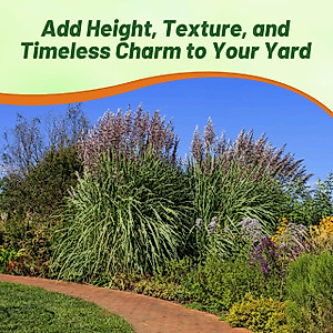 Outsidepride 500 Seeds Perennial Erianthus Ravennae Plume Ornamental Grass Seed for Planting