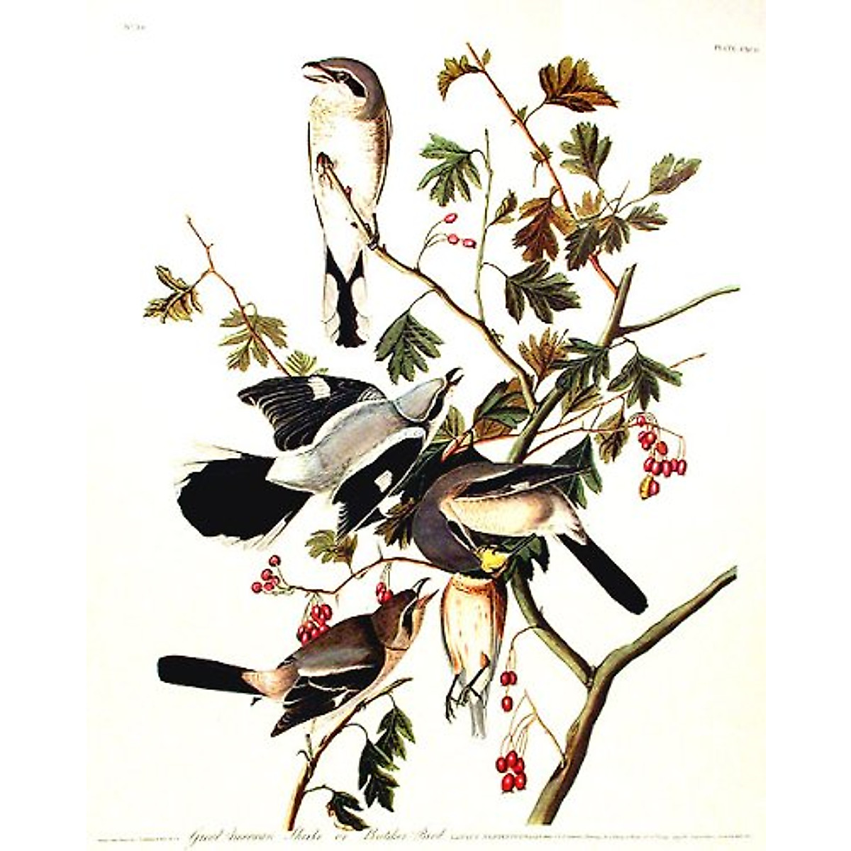 Great American Shrike or Butcher Bird. From"The Birds of America" (Amsterdam Edition)