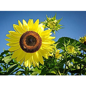 "Lemon Queen" Sunflower Seeds for Planting, 50+ Flower Seeds Per Packet, (Isla's Garden Seeds), Non GMO Seeds, Scientific Name: Helianthus annus, Great Home Garden Gift