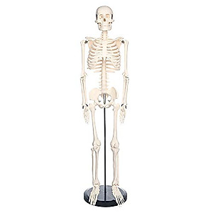 Human Skeleton Model for Anatomy Mini Human Skeleton Model with Metal Stand - 33.4 Inches Tall with Removable Arms and Legs Scientific Study Painted and Numbered Muscle Insertion and Origin Points