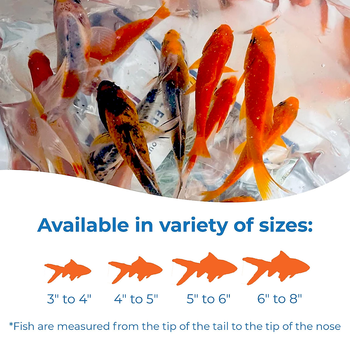 Toledo Goldfish Live Shubunkin, Sarasa, and Comet Goldfish Combo, Live Fish with a Variety of Colors and Patterns - Perfect for Ponds, Tanks, and Aquariums - 3-4 Inches, 2 of Each, 6 Total Count