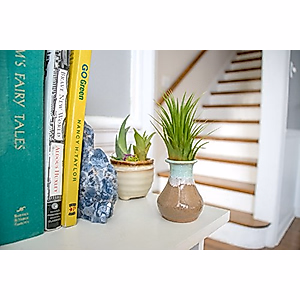 Ionantha Tillandsia Air Plants Live Indoor Plants (5PK), Air Plant Terrarium Plants Live Houseplants, Live Plants Indoor Plant Kit, Easy Care Plants for Air Plant Holder or Garden by Plants for Pets