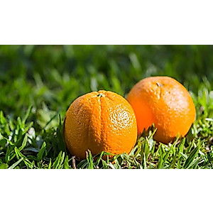 Bonsai Orange Tree Seeds, 40 Seeds,Grow a Delicious Fruit Bearing Bonsai Tree