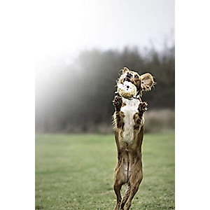 Pet Qwerks Plush Interactive Dog Toys - Chattering Hedgehog - 4.5 in, All Breed Sizes