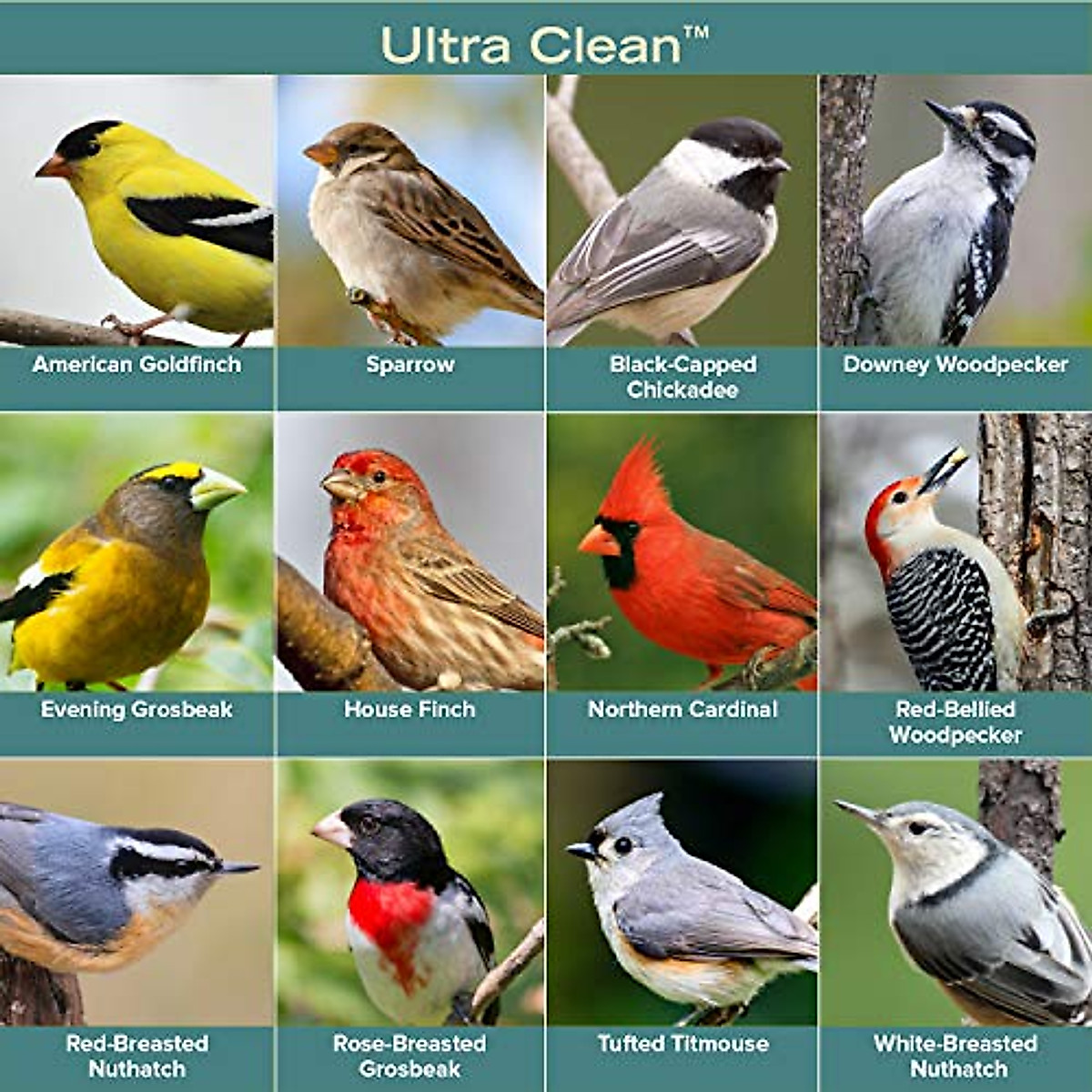 Blue Seal Premium Black Oil Sunflower Wild Bird Seed - High in Fat and Protein - 4 Pound Bag