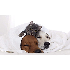 I LOVE MY PETS LLC cat Liver Support - PET Immune Support - Dogs and Cats - Booster - Healthy - Milk Thistle Cats - 180 Treats (3 Bottles)