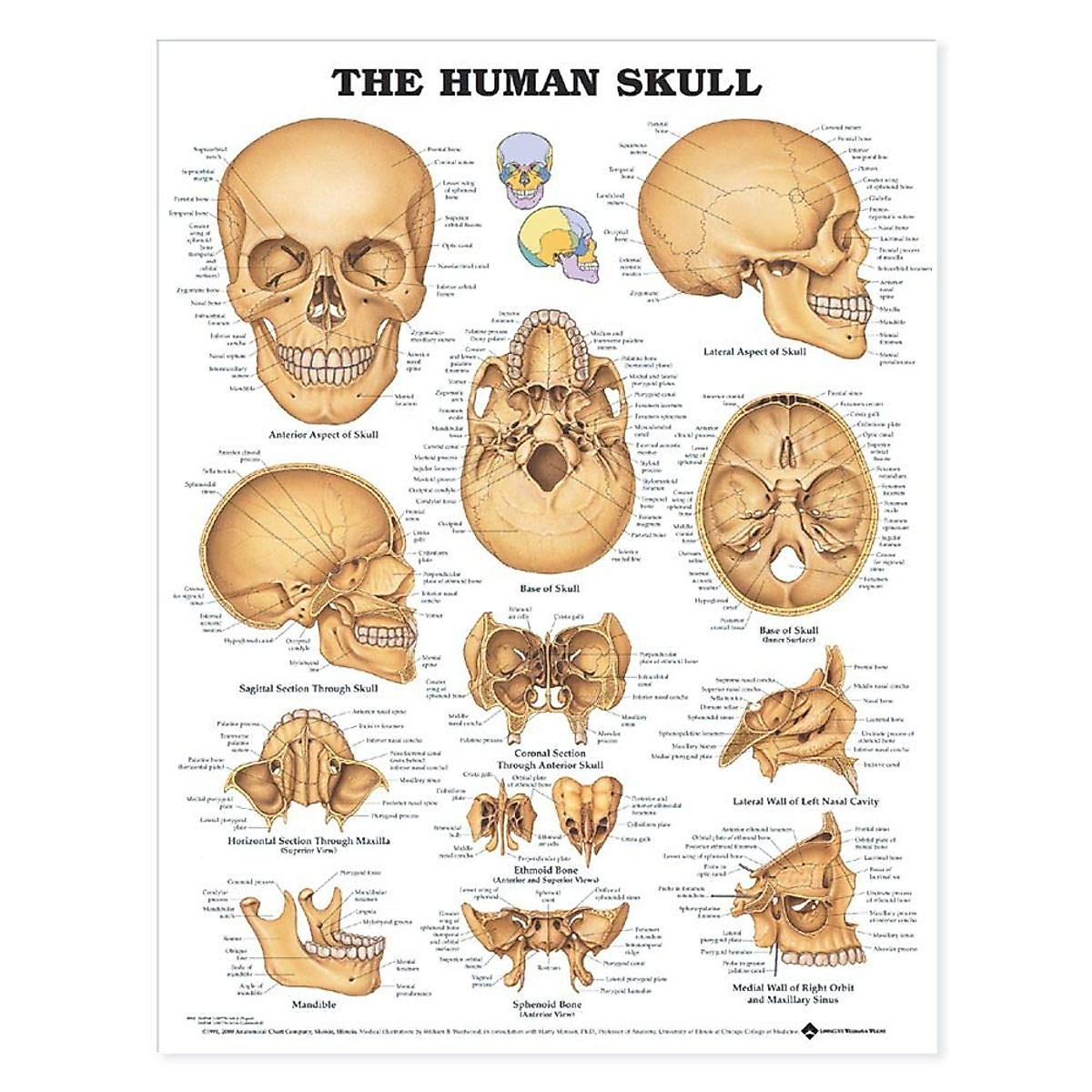 The Human Skull Anatomical Chart