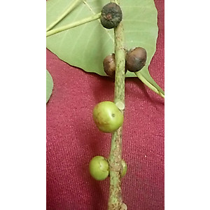 Ficus religiosa | Sacred Fig | Bodhi Tree | Pippala | Peepul | Peepal | 100_Seeds