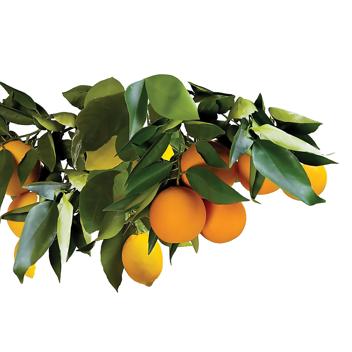 Jobe's, 01612, Fertilizer Spikes, Fruit and Citrus, Includes 15 Spikes, 12 Ounces, Brown