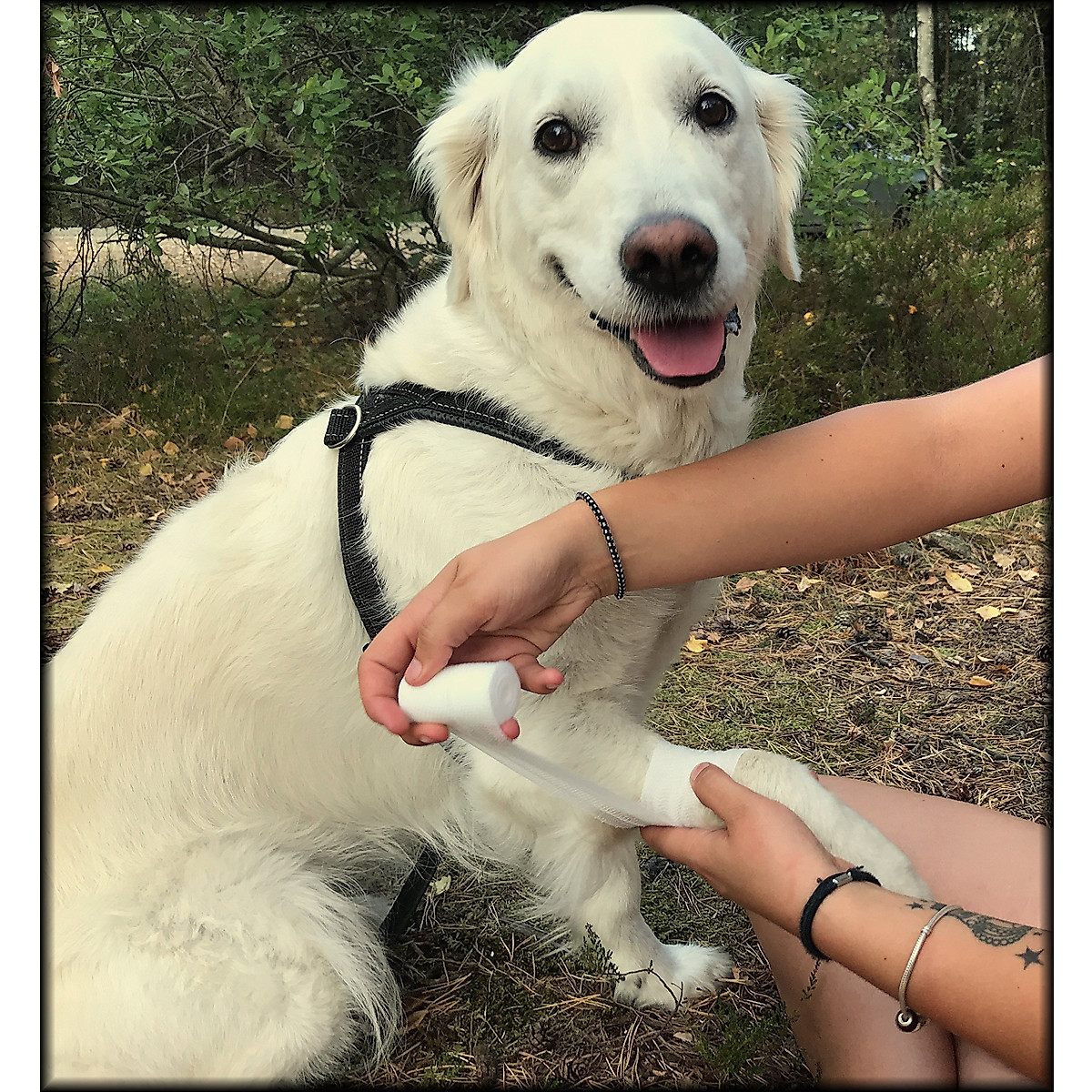 Dog First Aid Kit with Thermometer and Emergency Blanket - Puppy Kit - Pet Safety Supplies for Camping, Walks, Cycling, Car, Hikes - Treat cuts and scrapes