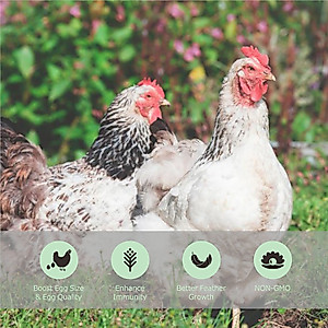 WORMSKING 10LB Dried Mealworms 100% Non GMO, High Protein Meal Worms for Chickens, Wild Birds, Hedgehogs, Hamsters, Reptiles, Great Chicken Food, Bird Food