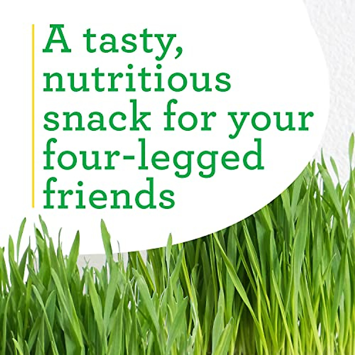 Bonnie Plants Pet Grass Live Edible Plant - 4 Pack, Pet Friendly, Great For Dogs & Cats, Perfect For Indoors