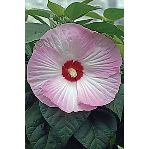 Burpee Pink Swirl Hibiscus Seeds 15 seeds