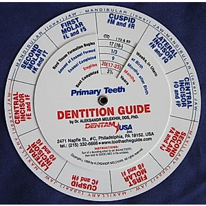 5 Dentition (Tooth Eruption) Guides/Practitioner and Dental Student Exam Study