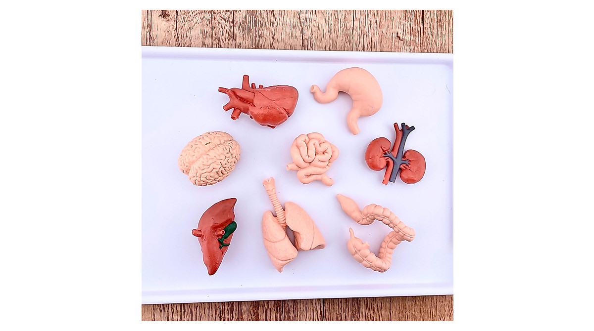 Explore Mini Human Organs TOOB by Safari Ltd.