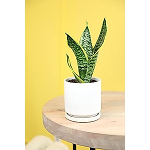 Essential Houseplant Collection (4PK) Live Plants Indoor Plants Live Houseplants in Plant Pots, Easy House Plants Indoors Live, Snake Plant, Pothos in Potting Soil, Clean Air Plants by Plants for Pets