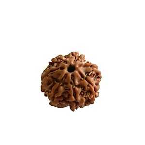 7 Mukhi Nepali Authentic Rudraksha Bead. Seven deep Groove face rudraksha Without Color, Wax and Chemical Treatment. Rudraksha Bead for Yoga, Meditation, Prayer and Stress Healing