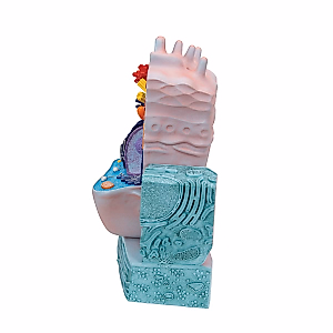 3B Scientific R04 Animal Cell Model, 8.3" x 4.3" x 12.2"