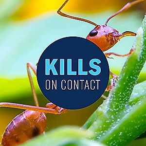 BioAdvanced 24 Hour Lawn Insect & Fire Ant Killer, Granules, 10 lb