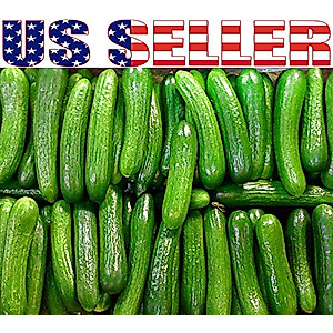 30+ Persian Beit Alpha (A.k.a. Lebanese) Cucumber Seeds Heirloom NON-GMO Crispy Fragrant From USA