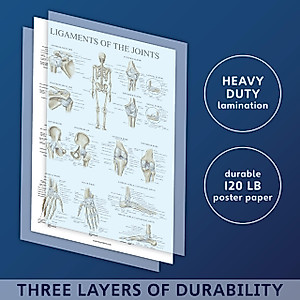 Palace Learning 4 Pack - Anatomical Poster Set - Laminated - Muscular, Skeletal, Ligaments of the Joints, Anatomy of the Spine - Anatomy Chart Set (LAMINATED, 18” x 24”)