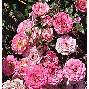 Pink Miniature Rose Bush Fragrant Plant, Ornaments Perennial Garden Simple to Grow Pots, 2.5 Inches Pot