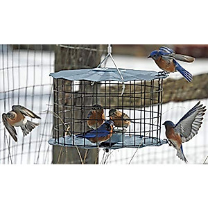 Erva Bluebird Feeder - Includes Meal Worm Cup - Designed to Keep Squirrels Out - Made in The USA