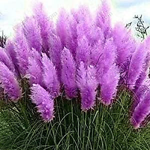 100+ Pcs Mix Pampas Grass Seeds Heirloom Ornamental Grass Seeds Rare Plants Decor Garden