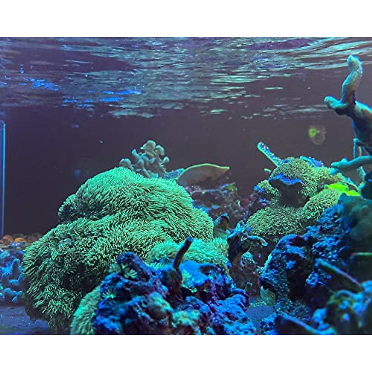 Live Coral Frag Green Star Polyp 1 inch - WWC Long Polyp/Beginner Marine Coral Reef for Saltwater Aquarium