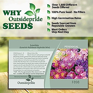 Outsidepride Lewisia Rainbow Garden Flower Mix Great for Pots, Containers, Baskets, Patios - 100 Seeds