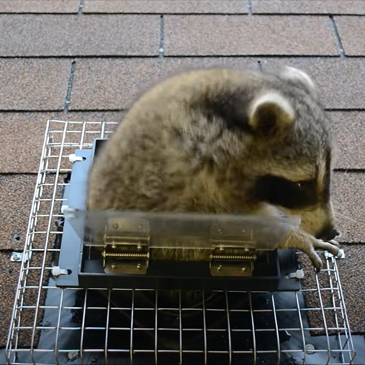 GROWLING Raccoon One Way Door - Humane, Contactless Animal Excluder Trap - Raccoon One Way Eviction Door, Easy to Install & Weather-Resistant, Ideal for Squirrels, Skunks, Possums