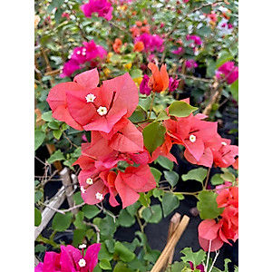 Live Plant Bougainvillea Vine Plant Assorted Colors 6" Pot with Trellis